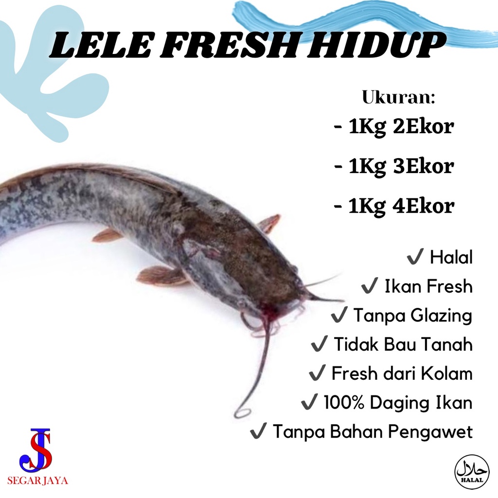 Jual Ikan Lele Hidup Segar Fresh dari Kolam | Shopee Indonesia
