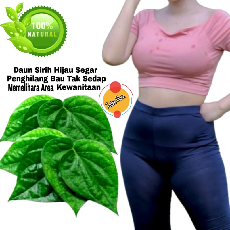 Jual Daun Sirih Hijau Segar-Obat Herbal Alami untuk berbagai kebutuhan ...