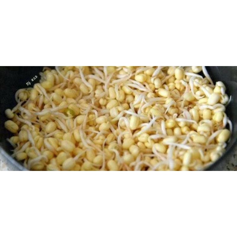 Jual kecambah segar surga kebutuhan ku fresh sprouts toge vegetables ...