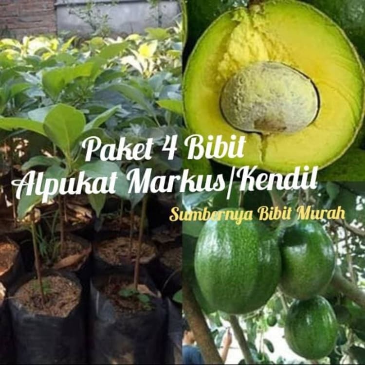 Jual Paket 4 Alpukat Markus -Alpukat Kendil | Shopee Indonesia