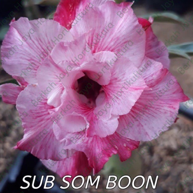 Jual Tanaman hias adenium Sub Som Boom - adenium bunga tumpuk | Shopee ...
