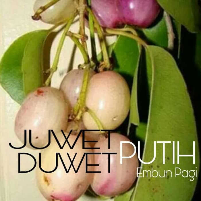 Jual Bibit pohon Buah Juwet / Duwet Putih /Jamblang putih | Shopee ...