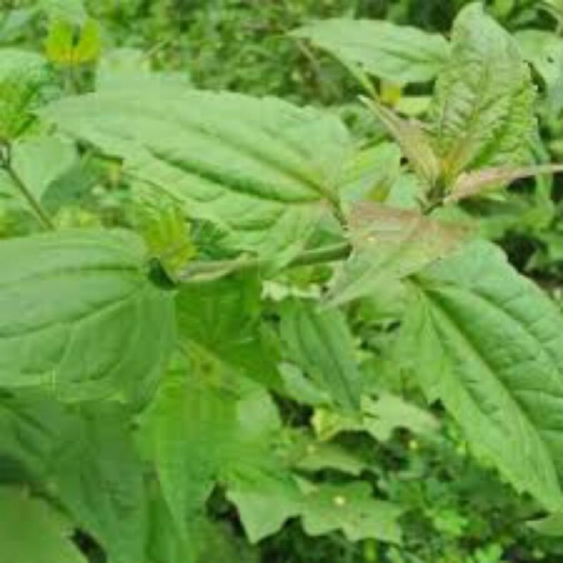 Jual Daun kirinyuh/ kopasanda segar | Shopee Indonesia
