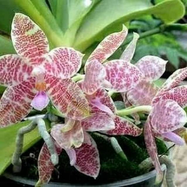 Jual Anggrek phalaenopsis bulan heiroglipica dalam botol | Shopee Indonesia