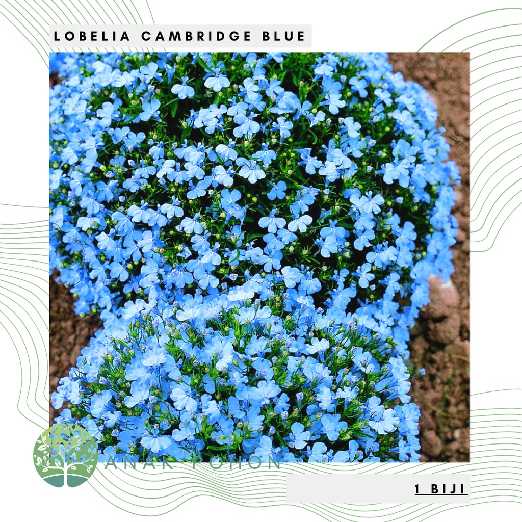 Jual Benih Bibit Biji - Bunga Lobelia Cambridge Blue Flower Seeds ...