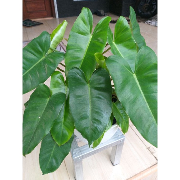 Jual Philodendron burle marx burlemarx philo brekele daun jumbo ...