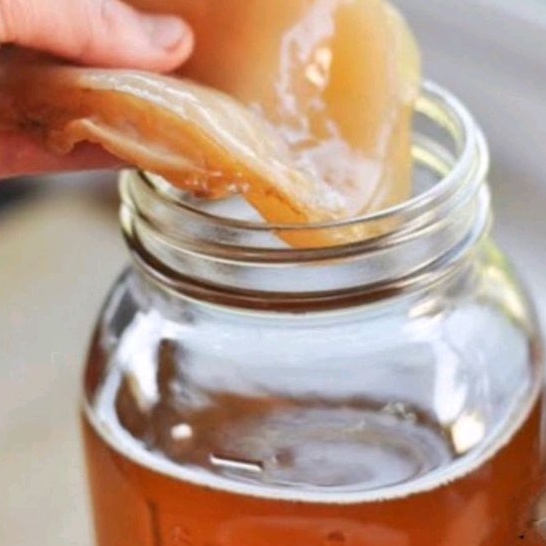 Jual JAMUR SCOBY/ BIBIT JAMUR KOMBUCHA TEA /JAMUR DIPO [ ORIGINAL ASLI ...