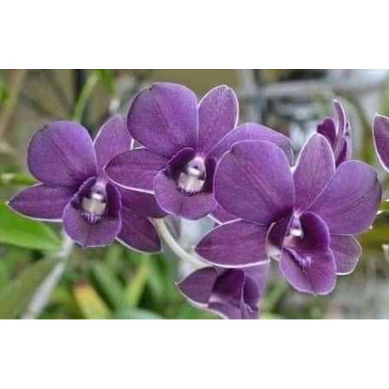 Jual remaja dendrobium bulat | Shopee Indonesia