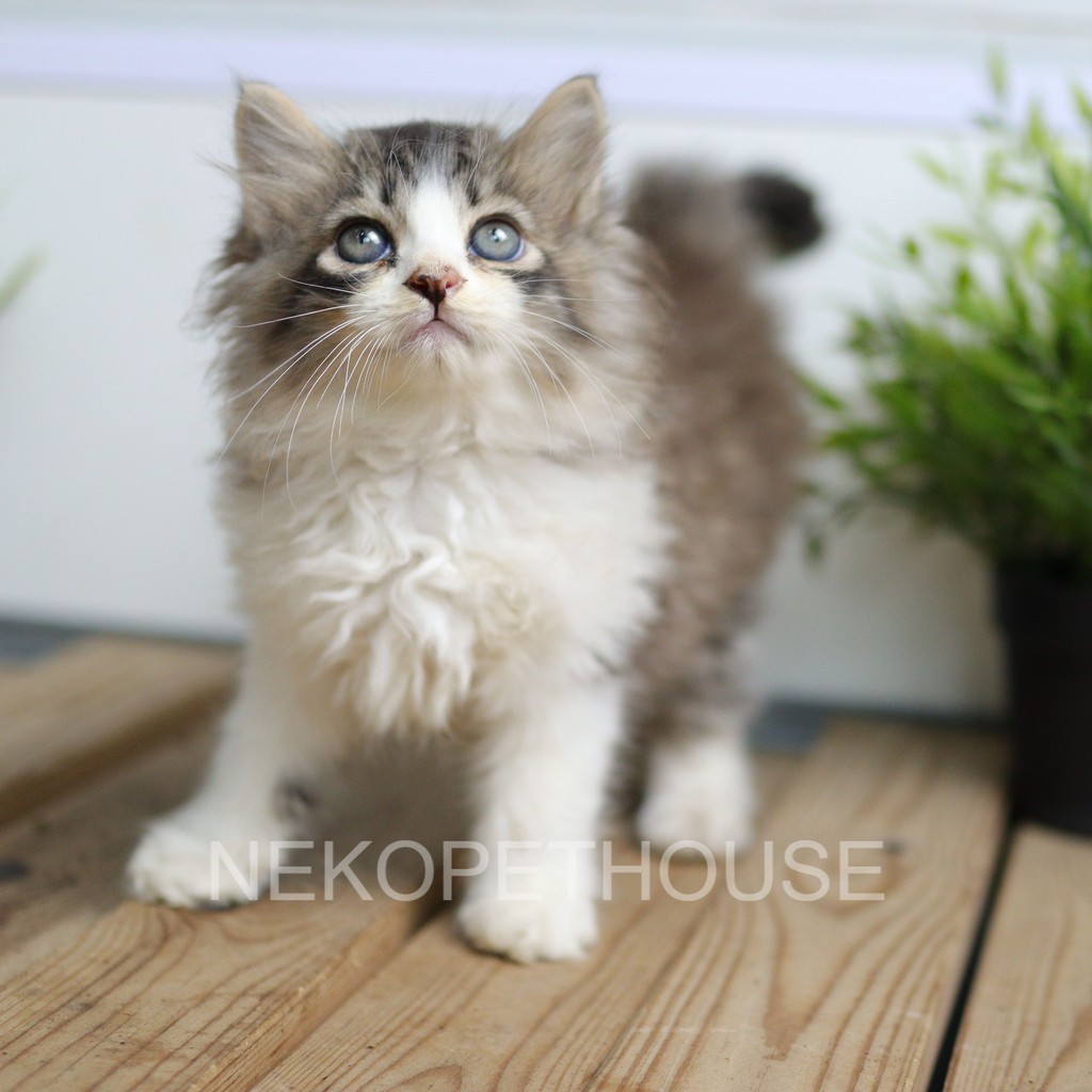 Jual Kucing Kitten Persia mix Mainecoon Lucu 2.5 Bulan | Shopee Indonesia