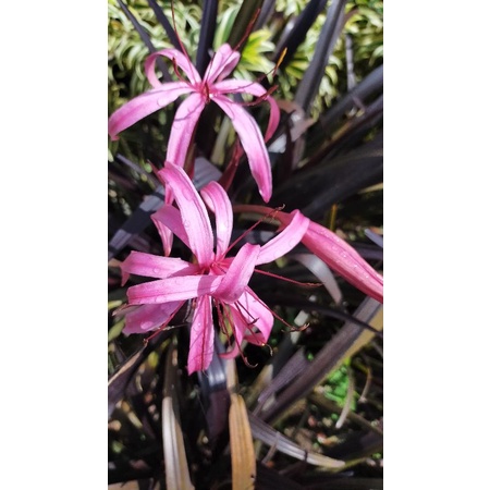 Jual Tanaman Bakung Hitam | Shopee Indonesia