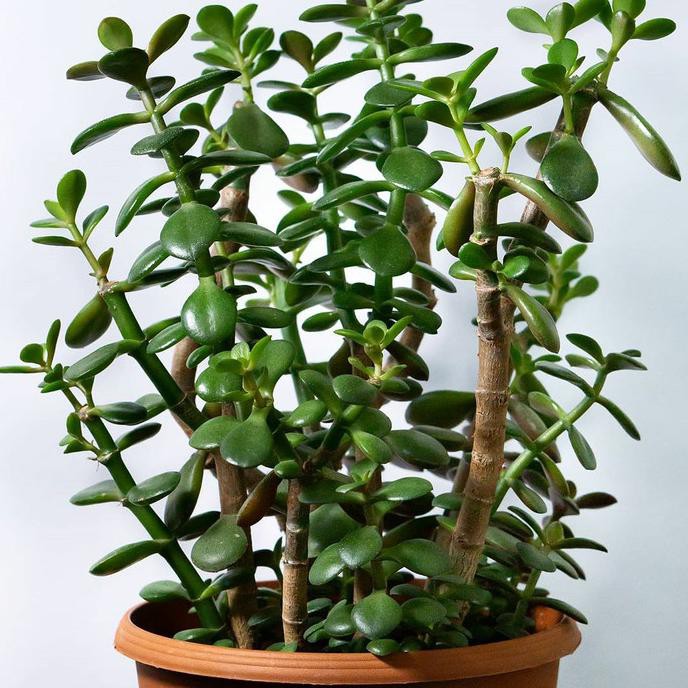 Jual Tanaman Hias Jade Plant Big Size /Money Tree/Crassula Ovata Jumbo ...
