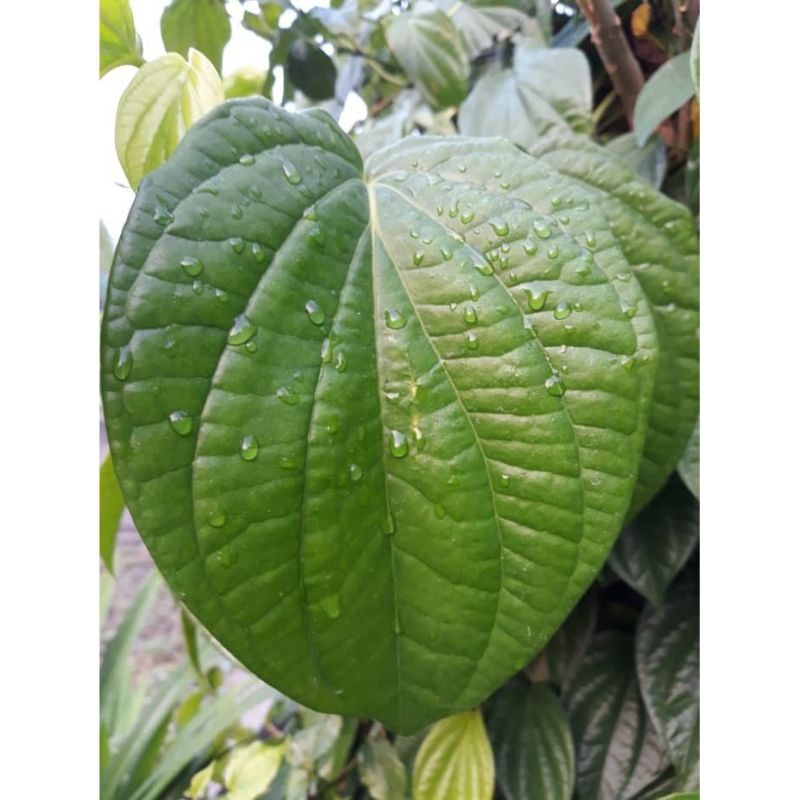 Jual Daun sirih hijau obat herbal berkhasiat termurah shopee Rp. 50 ...