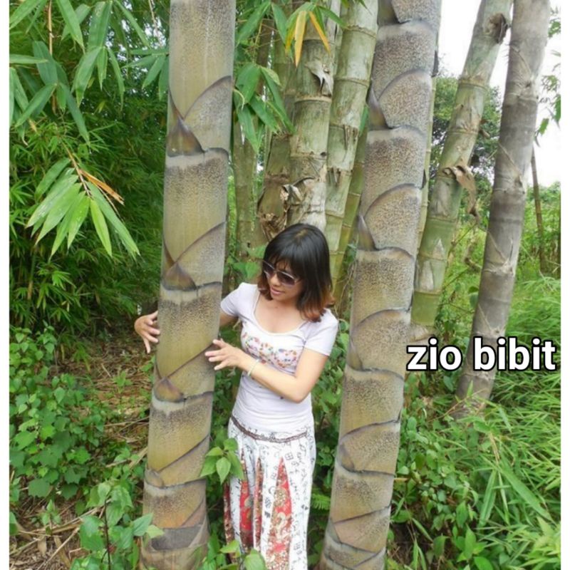 Jual Benih Bibit Bambu Raksasa F1 Raksasa Original | Shopee Indonesia