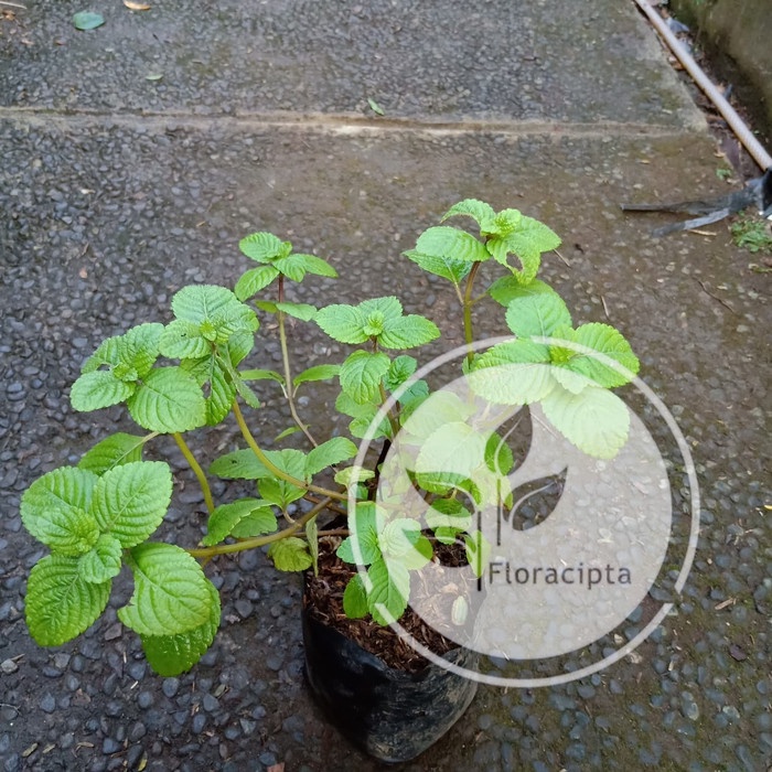 Jual Bibit pohon cincau hitam/Tanaman daun cincau hitam janggelan ...