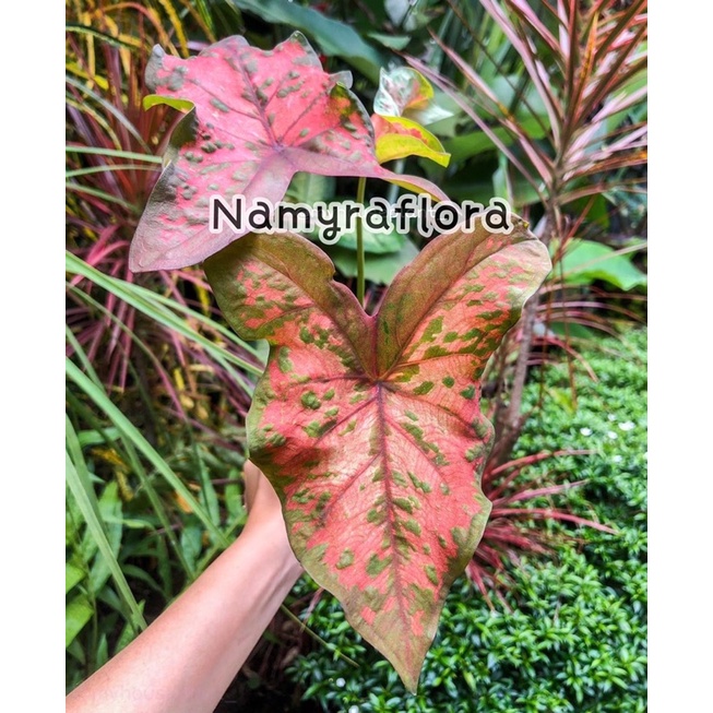 Jual bibit bonggol caladium butterfly | Shopee Indonesia