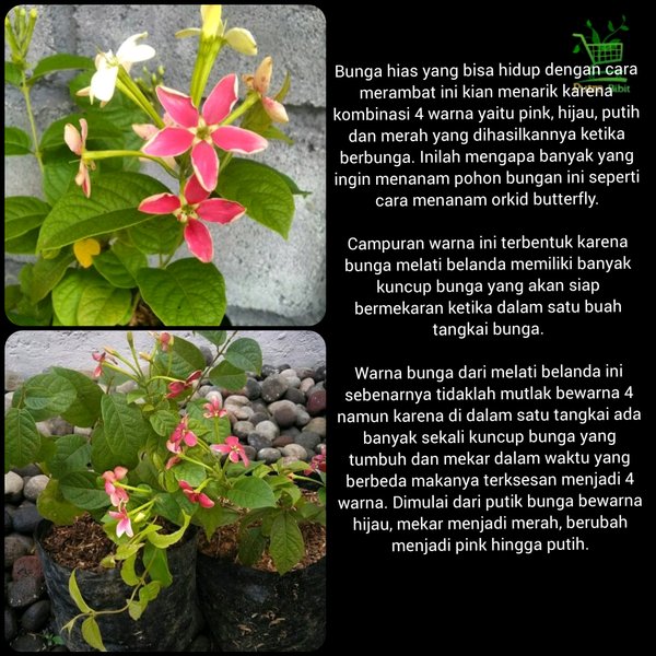 Jual Bibit Tanaman Bunga Melati Belanda Pink - Holland Hias Outdoor ...