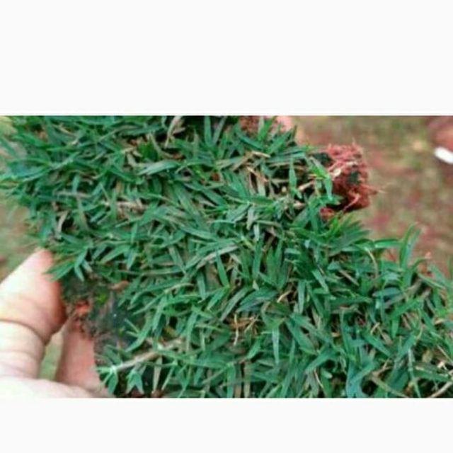 Jual Rumput Hias ,macam-macam Rumput Hias (Rumput Babat,swiss,gajah ...