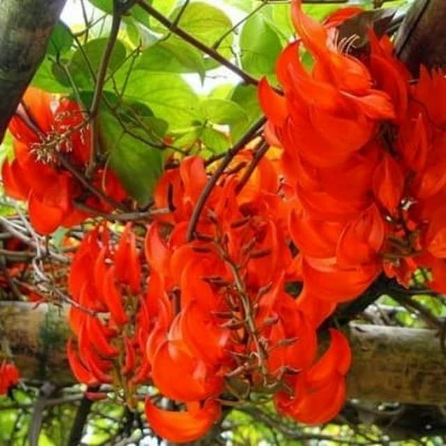 Jual Tanaman rambat flame of irian | Shopee Indonesia