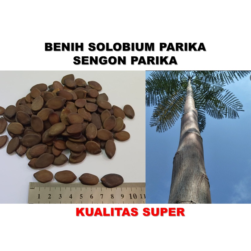 Jual Benih Sengon parica / Solobium parica/ Sengon Brazil Per biji ...