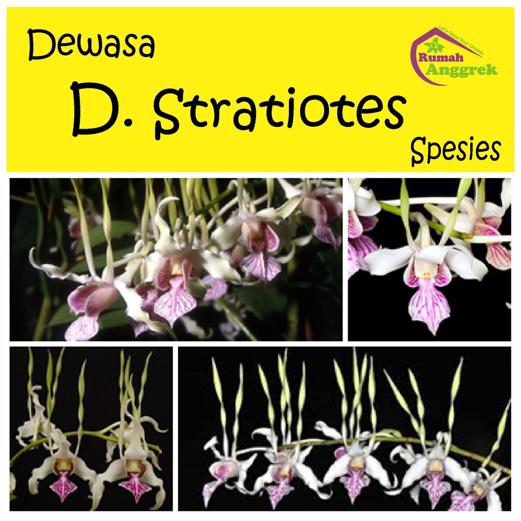 Jual Anggrek Dendrobium Stratiotes Dewasa spesies tanduk kuning putih ...