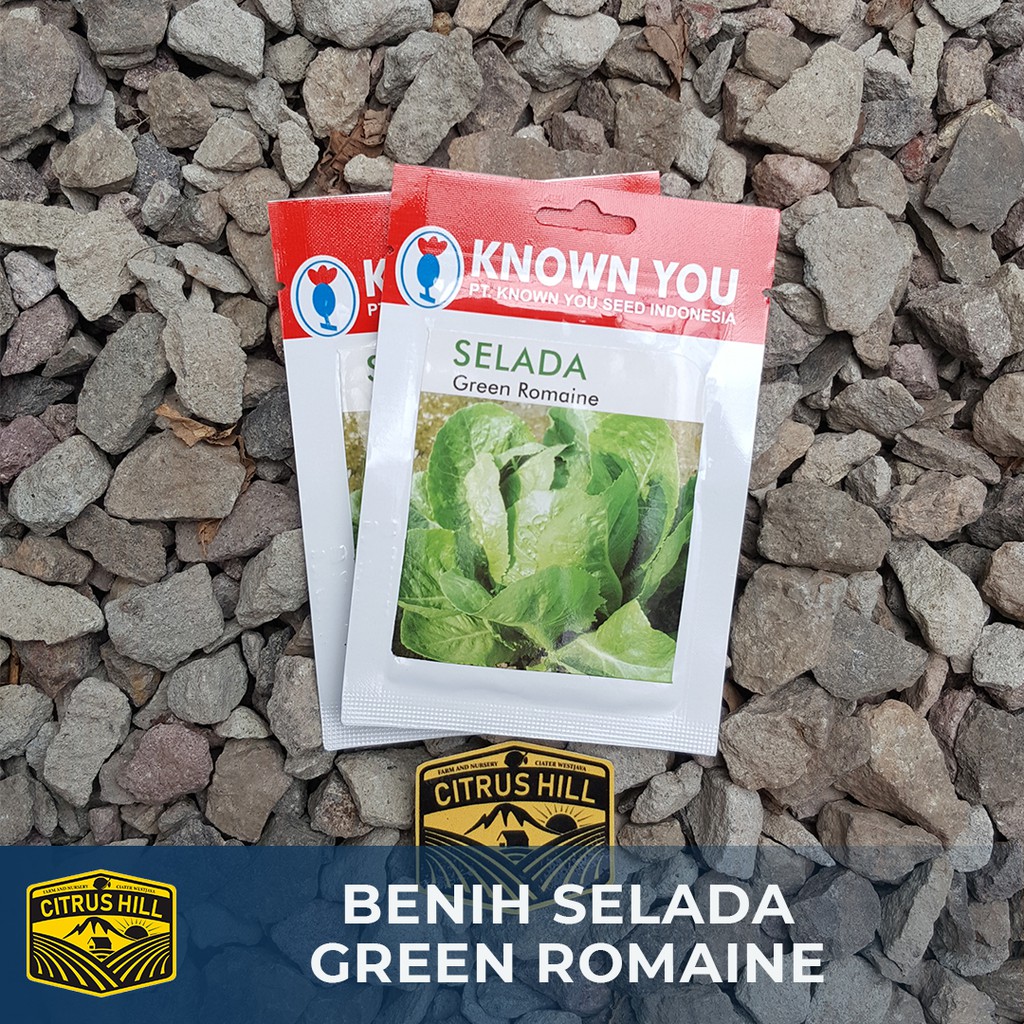 Jual Benih Selada Hijau/Green Romaine Known You Seed SP | Shopee Indonesia