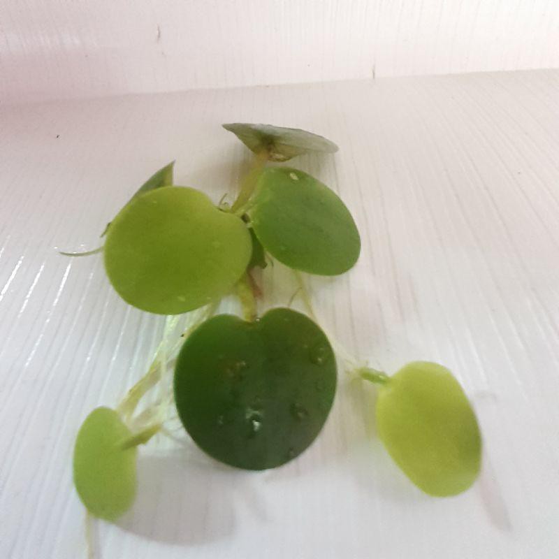 Jual Tanaman aquascape Hiasan aquarium Amazon pogbit / Amazon Frogbit ...