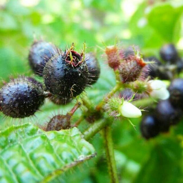 Jual Buah harendong/senggani/senduduk bulu 100gram segar siap petik ...