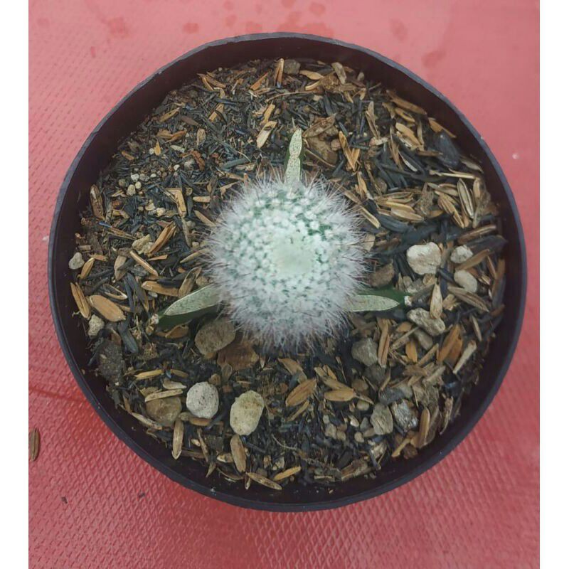 Jual Tanaman kaktus scopel baby cantik | Shopee Indonesia