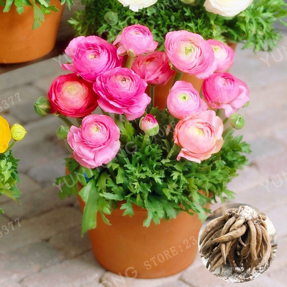 Jual Benih Bibit Bunga Ranunculus Pink (Persian Buttercup) | Shopee ...