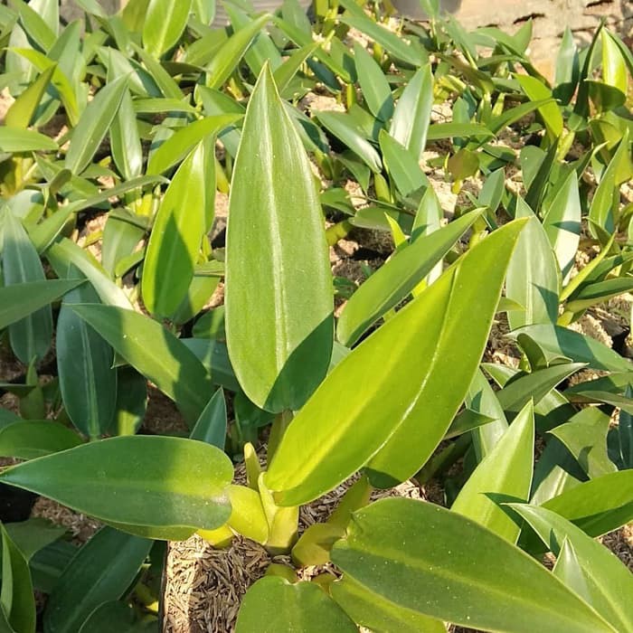 Jual Tanaman Hias Pot Philodendron Eceng - philo Katak | Shopee Indonesia