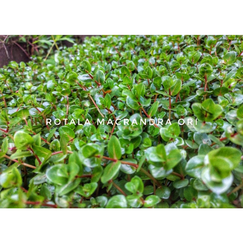 Jual Rotala Macandra / Macrandra Ori (10 batang) - Tanaman Stem ...