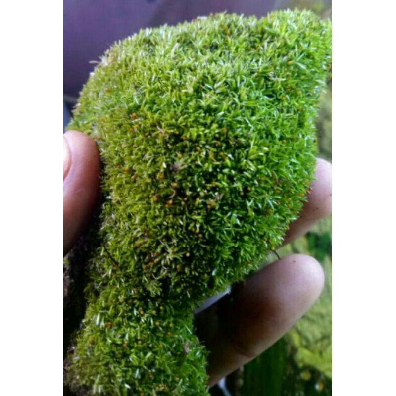 Jual MOSS MUTIARA AMFIBI (BAHAN) | Shopee Indonesia
