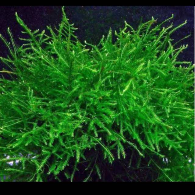 Jual Java moss bahan tanam aquascape | Shopee Indonesia