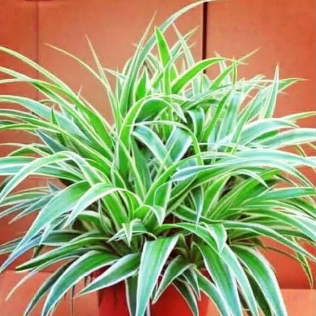 Jual Lili Paris | Shopee Indonesia