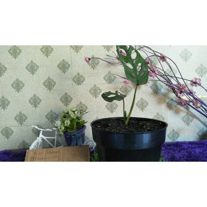 Jual bunga Janda Bolong daun 2 (Monstera Andansonii) | Shopee Indonesia