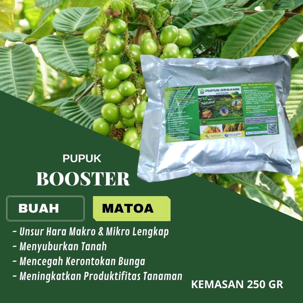 Jual Pupuk Bibit Matoa, Pupuk Organik Buah Matoa, Pupuk Terbaik Untuk ...