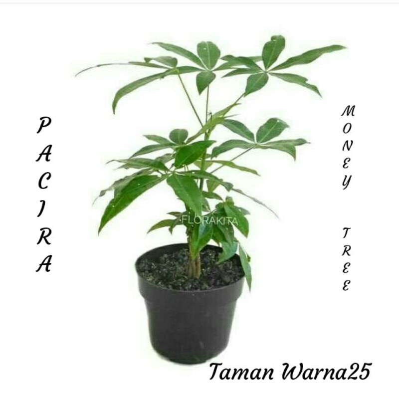 Jual Tanaman Hias Pohon Pacira Money Tree- Tanaman keberuntungan Money ...