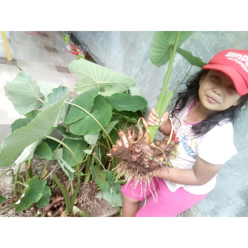 Jual Talas Jepang / SATOIMO | Shopee Indonesia