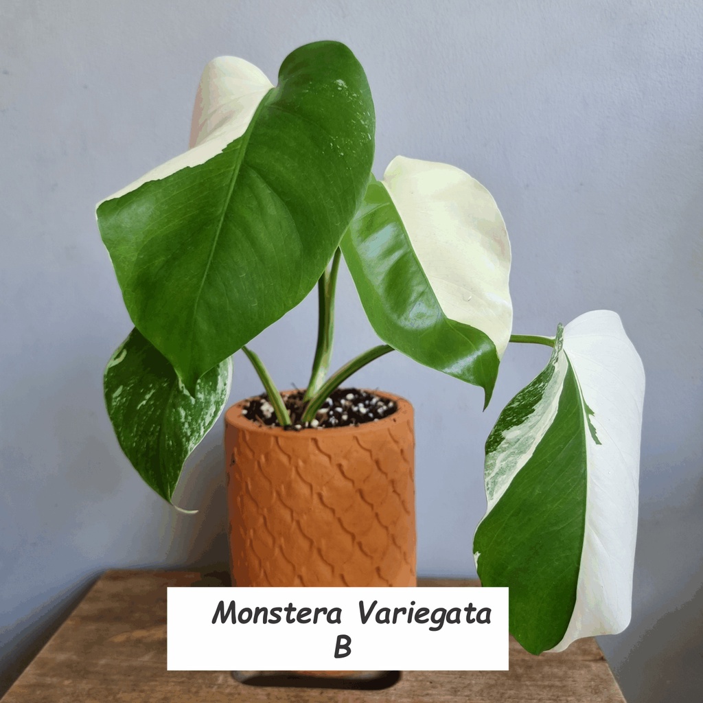 Jual Monstera Variegata / Monstera Albo / Monstera Half Moon | Shopee ...