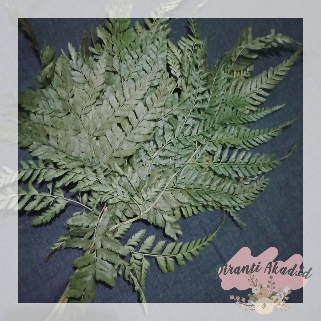 Jual DAUN PAKU HIJAU DAUN PAKIS KERING | Shopee Indonesia
