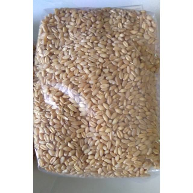 Jual Bibit Rumput Gandum 1KG/Wheatgrass/Cat grass | Shopee Indonesia
