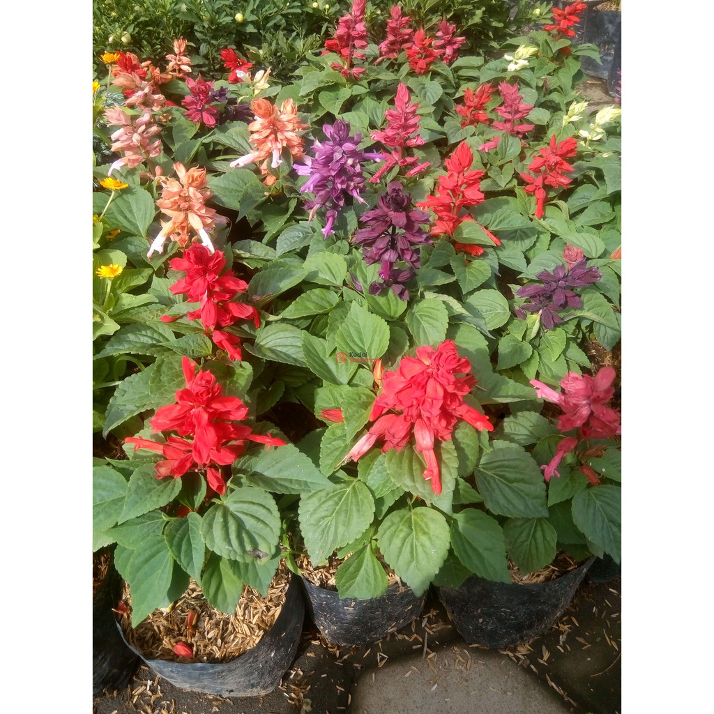 Jual Tanaman Hias Bunga Salvia ( Salvia splendens)Berbunga ( Sedia 4 ...