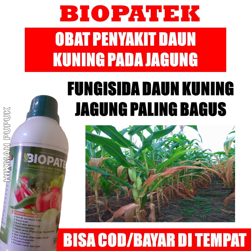 Jual PUPUK PENYAKIT DAUN KUNING JAGUNG PALING BAGUS BIOPATEK ISI 500 ML FUNGISIDA VIRUS KUNING ...