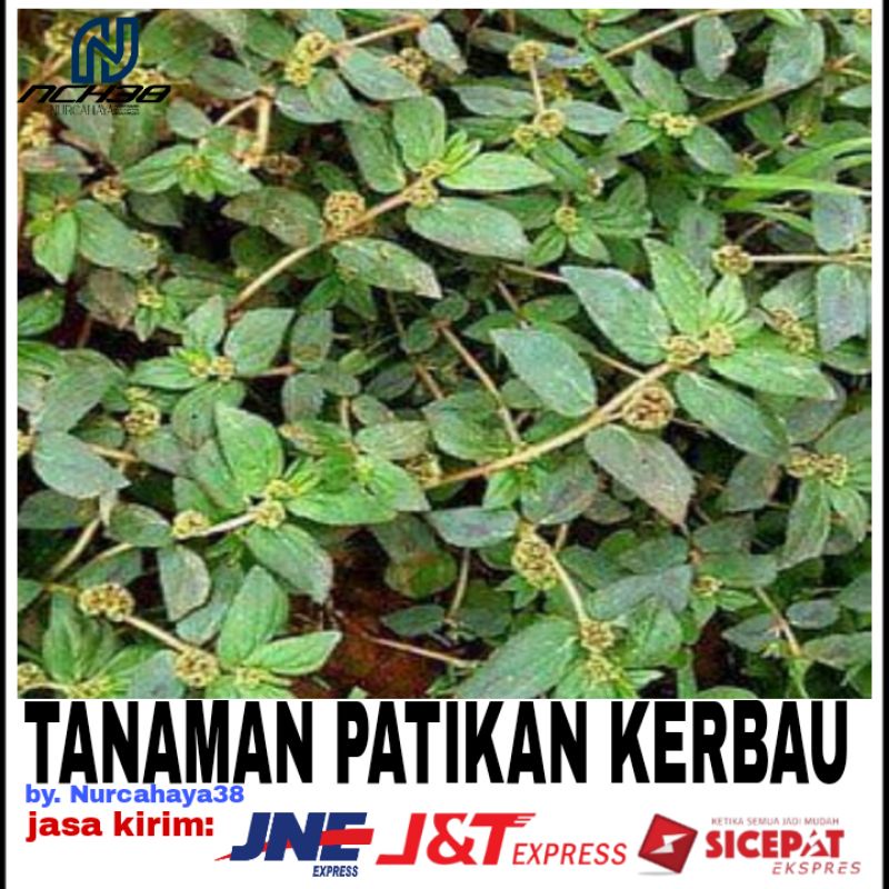 Jual 1 Pcs Tanaman herbal Patikan Kebo / Patikan Kerbau | Shopee Indonesia