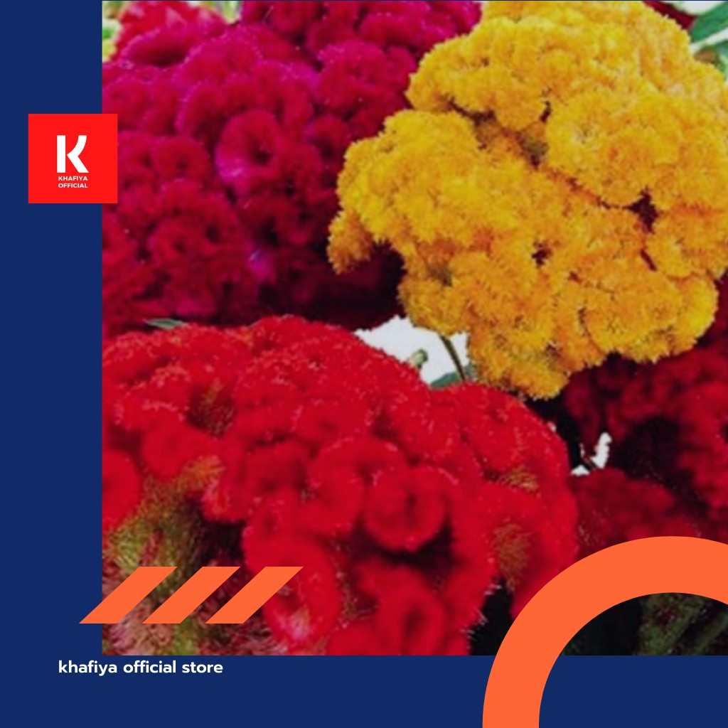 Jual BENIH BUNGA - Bunga Jengger Ayam / Celosia Cristata Mix Seeds (10 ...