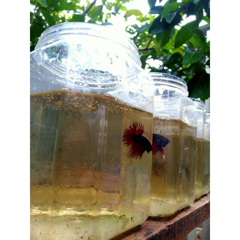 Jual cupang CT ( serit ) | Shopee Indonesia