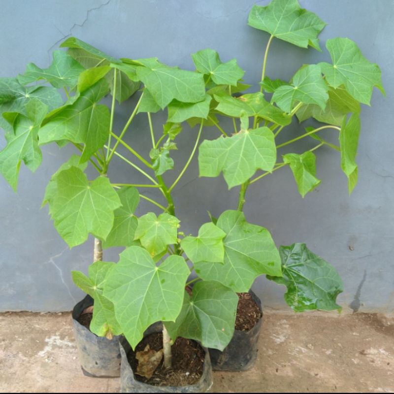 Jual pohon jarak tanaman herbal | Shopee Indonesia