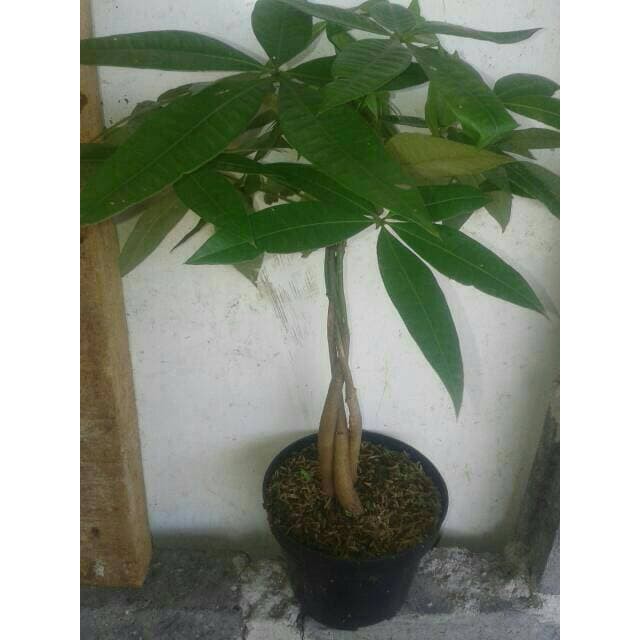 Jual Tanaman hias pachira aquatica kepang 3 Pohon Keberuntungan money ...