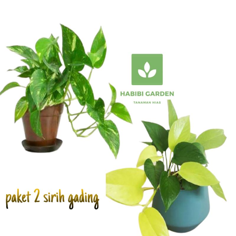 Jual paket hemat 2 tanaman hias sirih gading - pohon tanaman hias sirih ... Jual paket hemat 2 tanaman hias sirih gading - pohon tanaman hias sirih ...