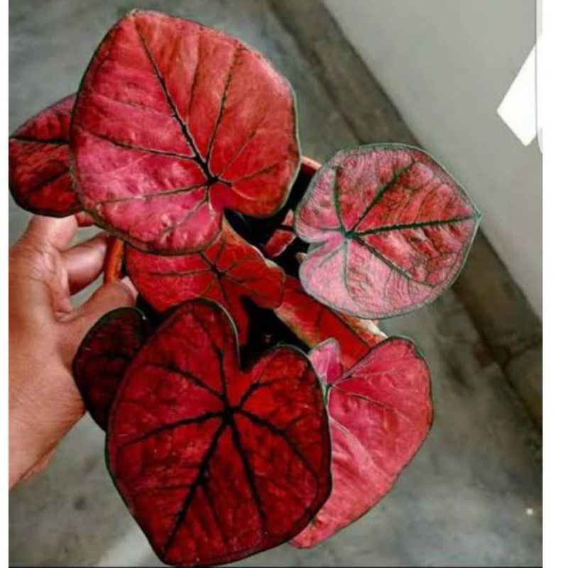 Jual tanaman hias umbi keladi gestivia hybrid keladi hias | Shopee ...